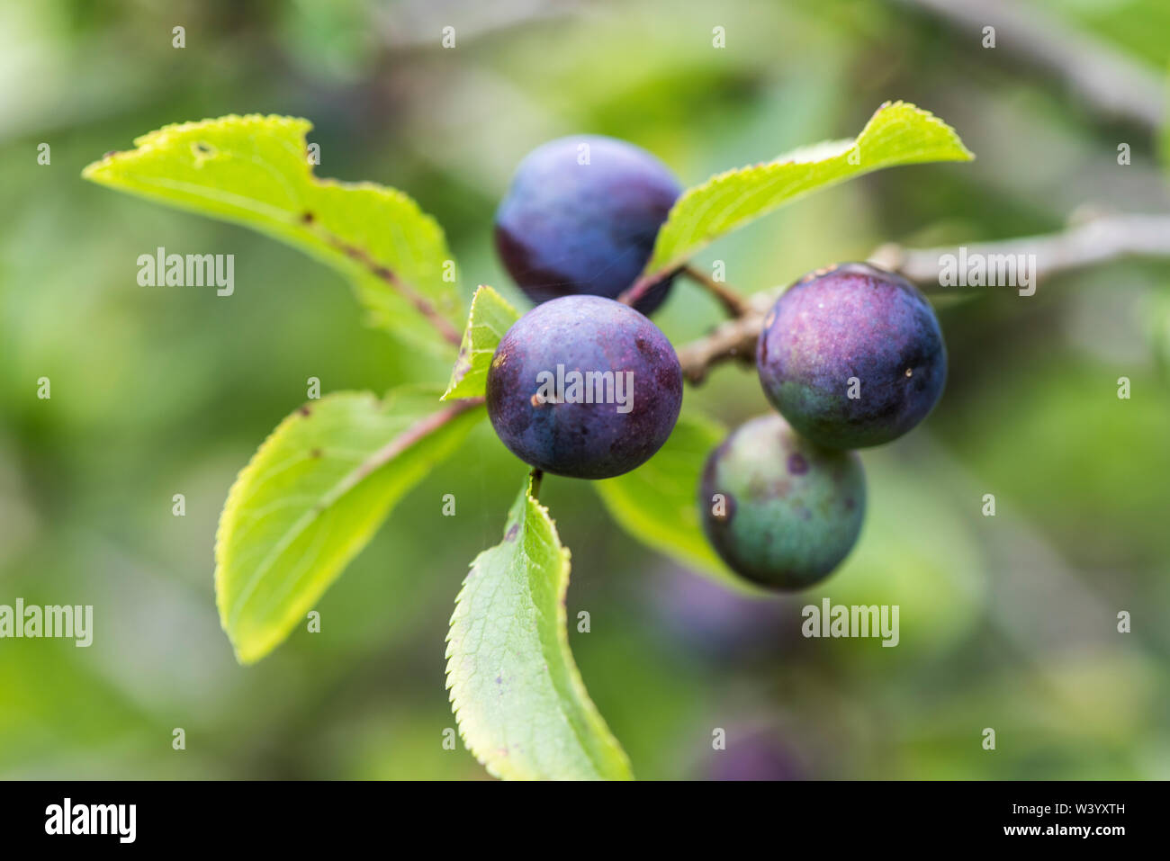 Red sloe hi-res stock photography and images - Alamy