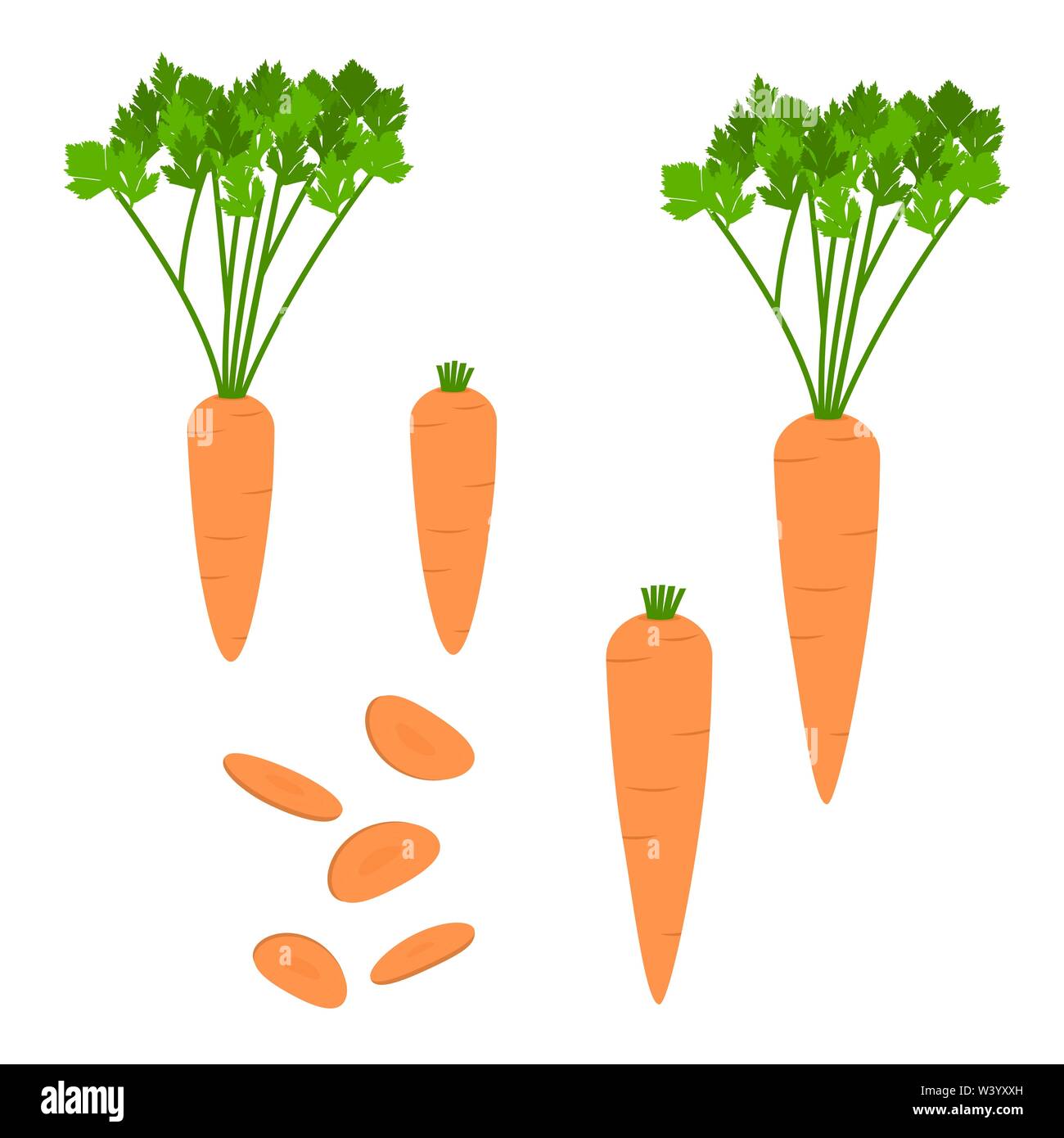 Two carrots of different sizes with leaves. Two carrots with chopped ...