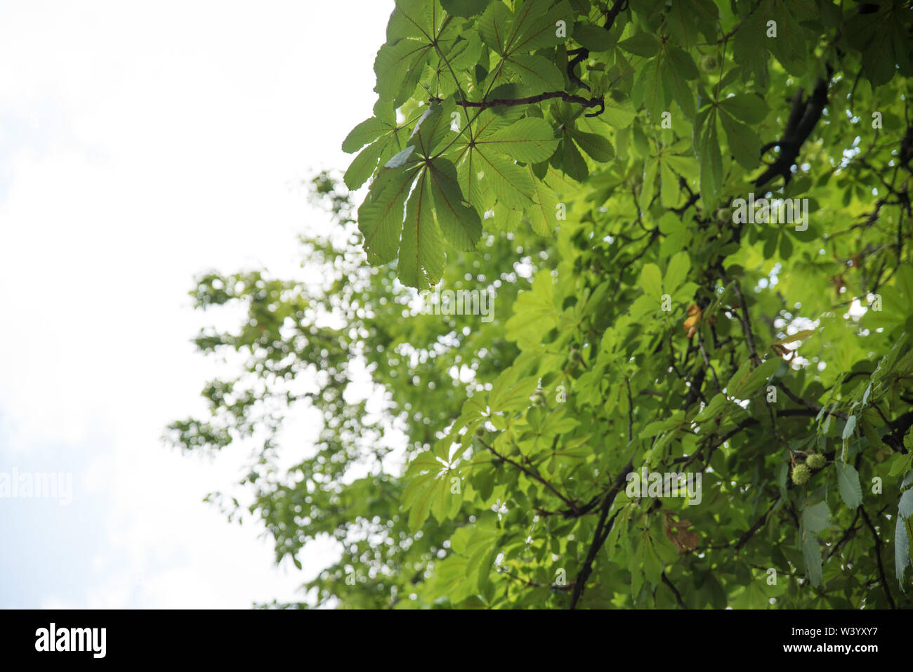 Tree trees park leaves hi-res stock photography and images - Alamy