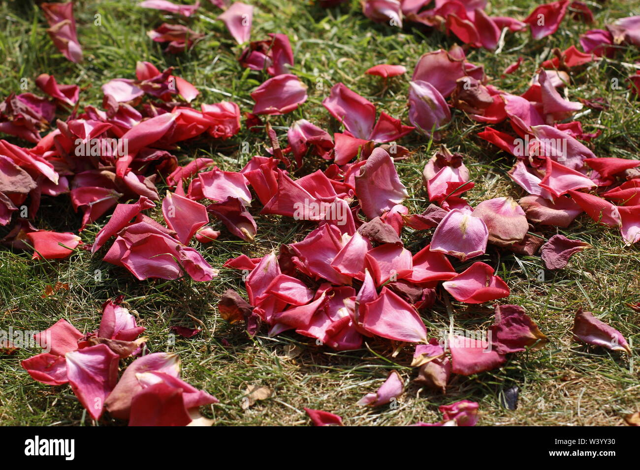 colour image showing fallen rose petals on a grass lawn resulting in ...