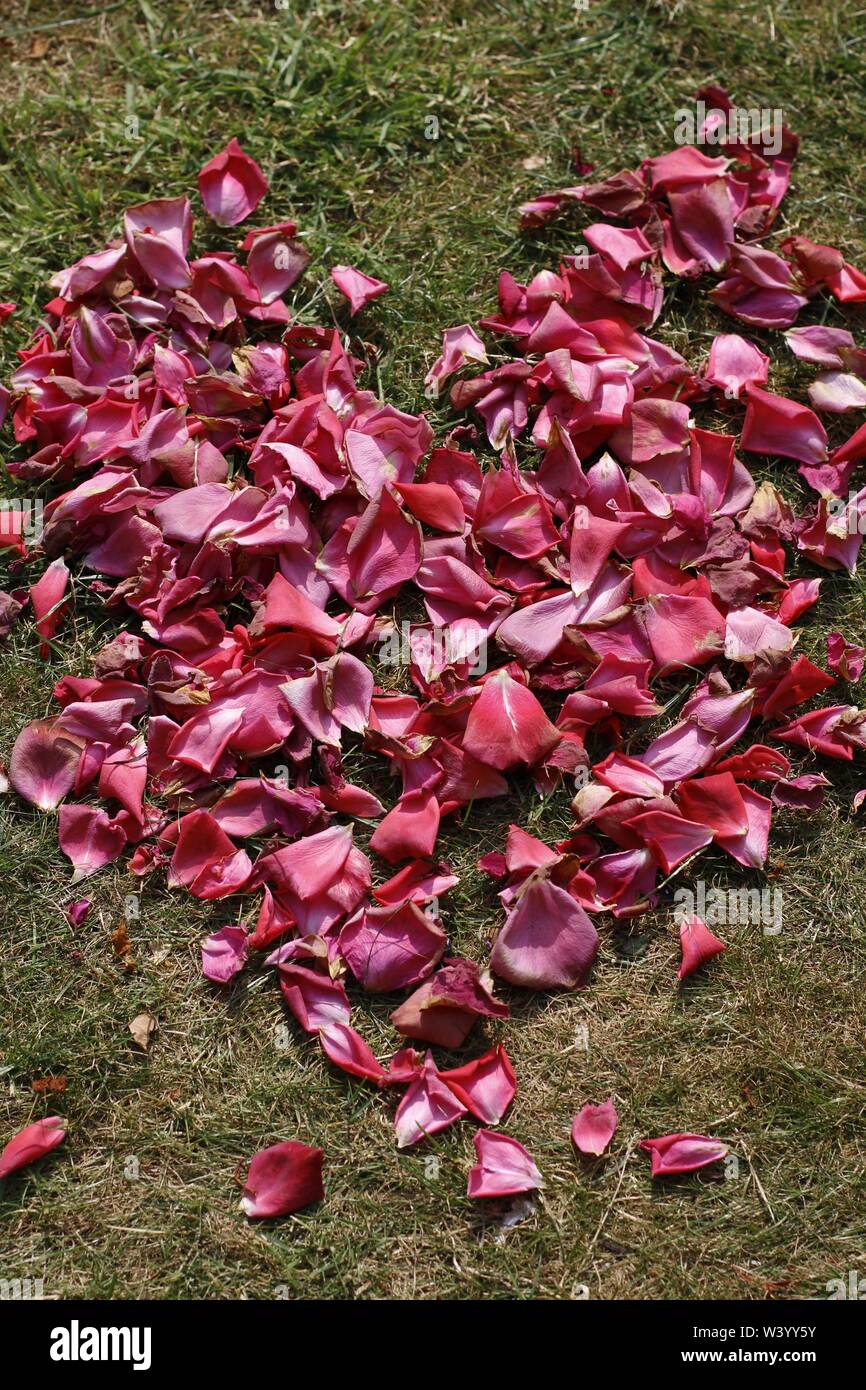 colour image showing fallen rose petals on a grass lawn resulting in ...