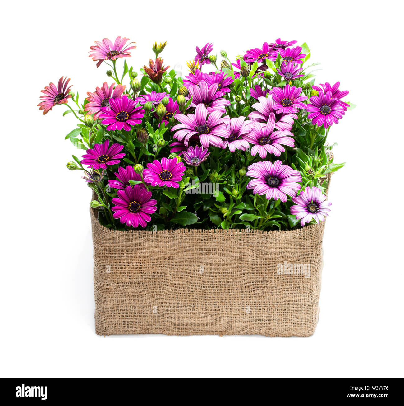 Group of colorful daisy flowers in sack cloth basket isolated on white ...