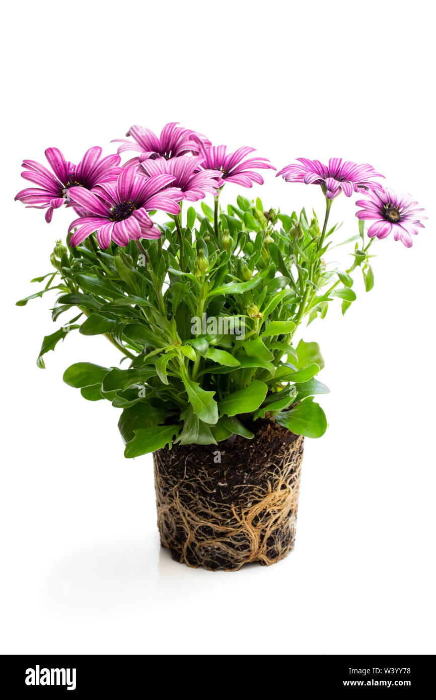 Daisy roots hi-res stock photography and images - Alamy