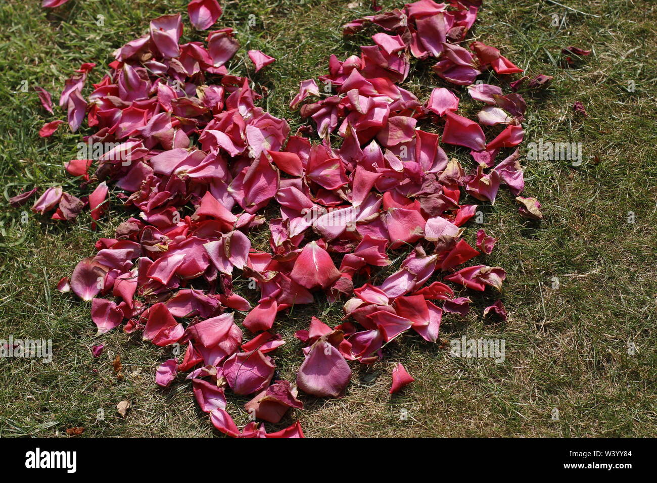 colour image showing fallen rose petals on a grass lawn resulting in ...