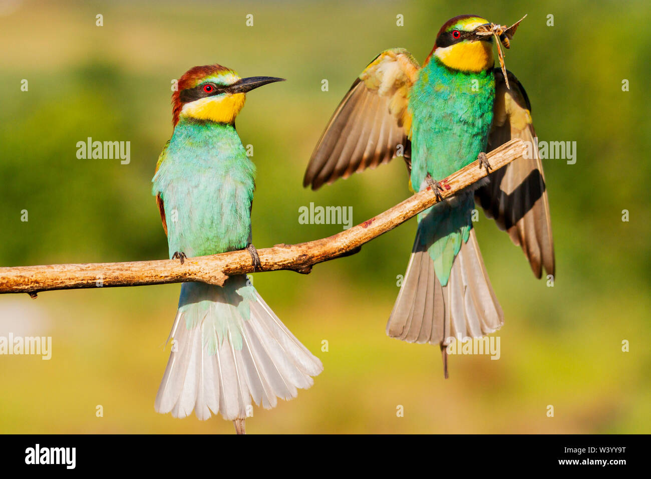 beautiful colorful birds with insects in their beak Stock Photo - Alamy