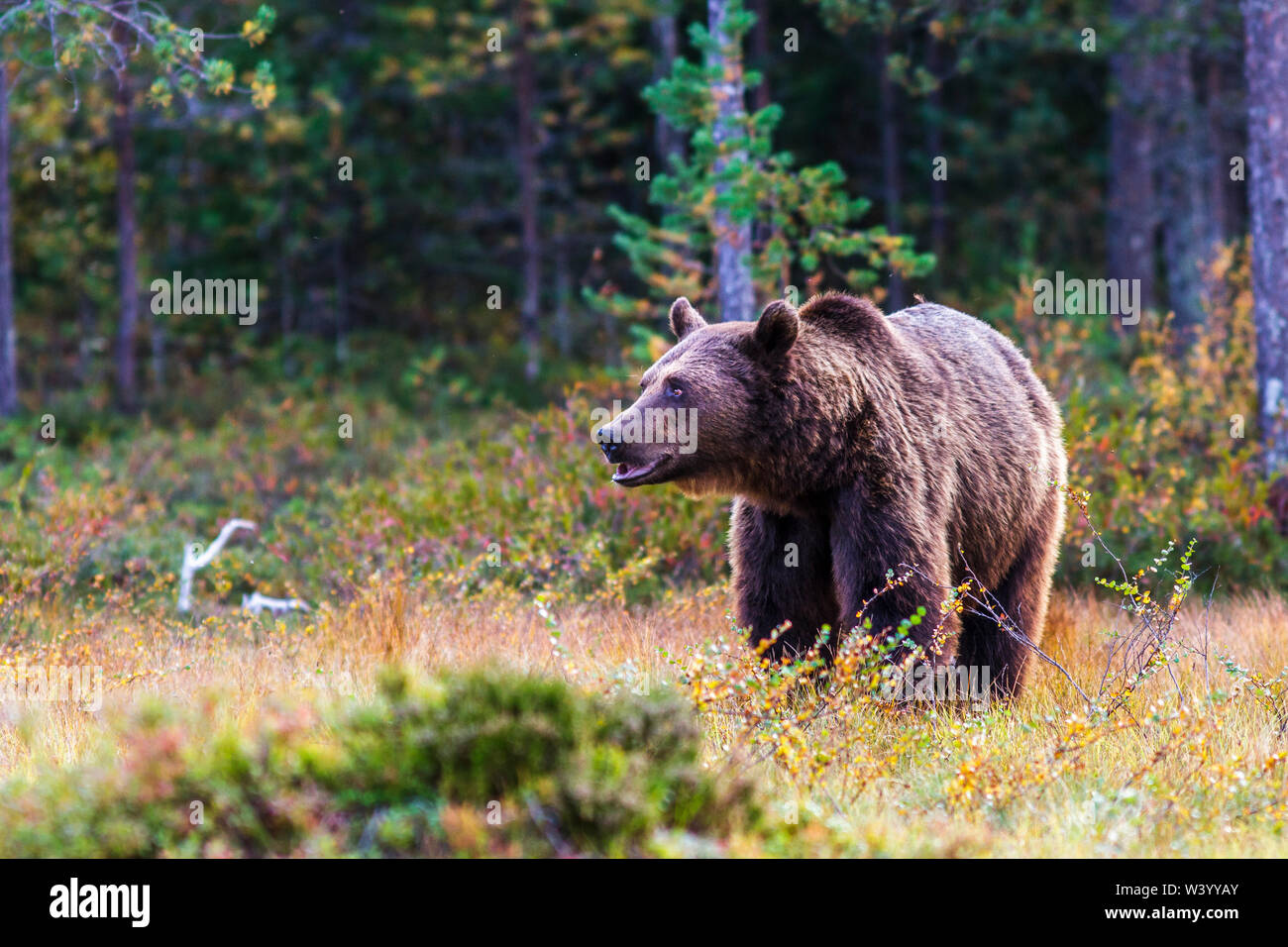 Brown bear, Braunbär (Ursus arctos Stock Photo - Alamy