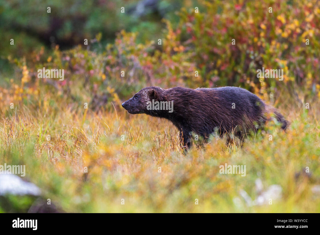 Wolverine animal with prey hi-res stock photography and images - Alamy