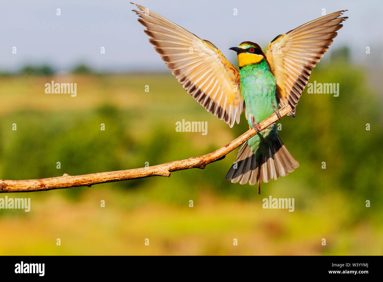 bird opened its wings sits on a branch Stock Photo - Alamy
