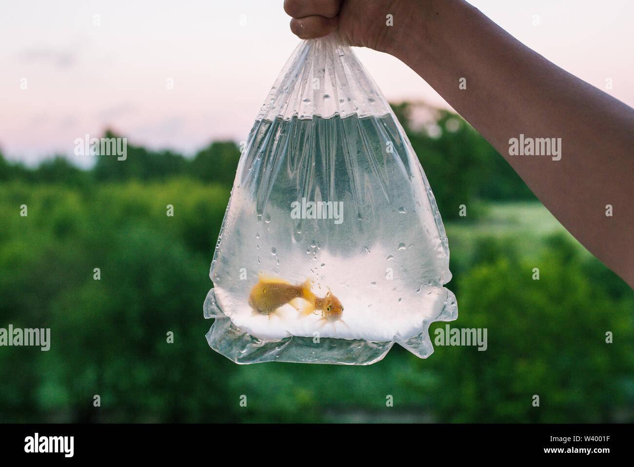 A hand is holding a package with two small fish. Aquarium fish golden ...