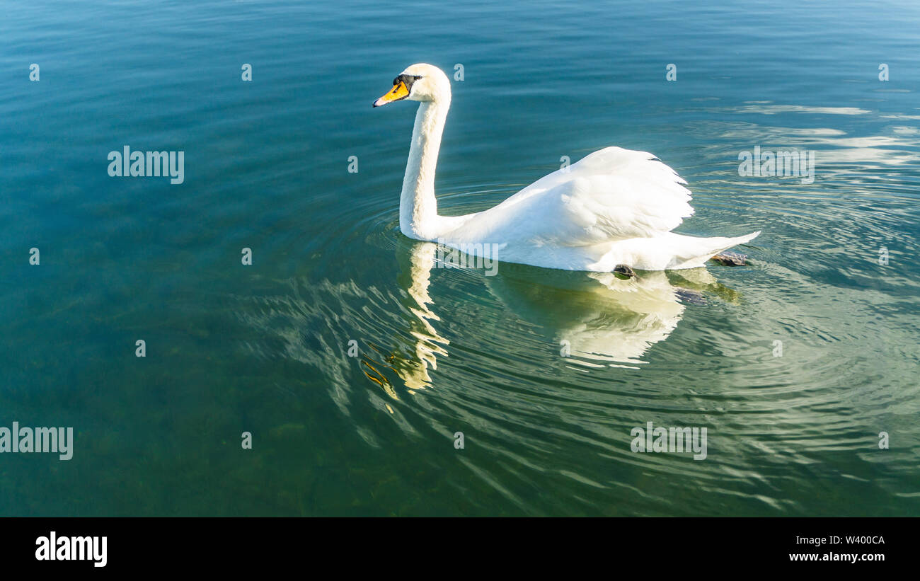 Silhouette single mute swan hi-res stock photography and images - Alamy