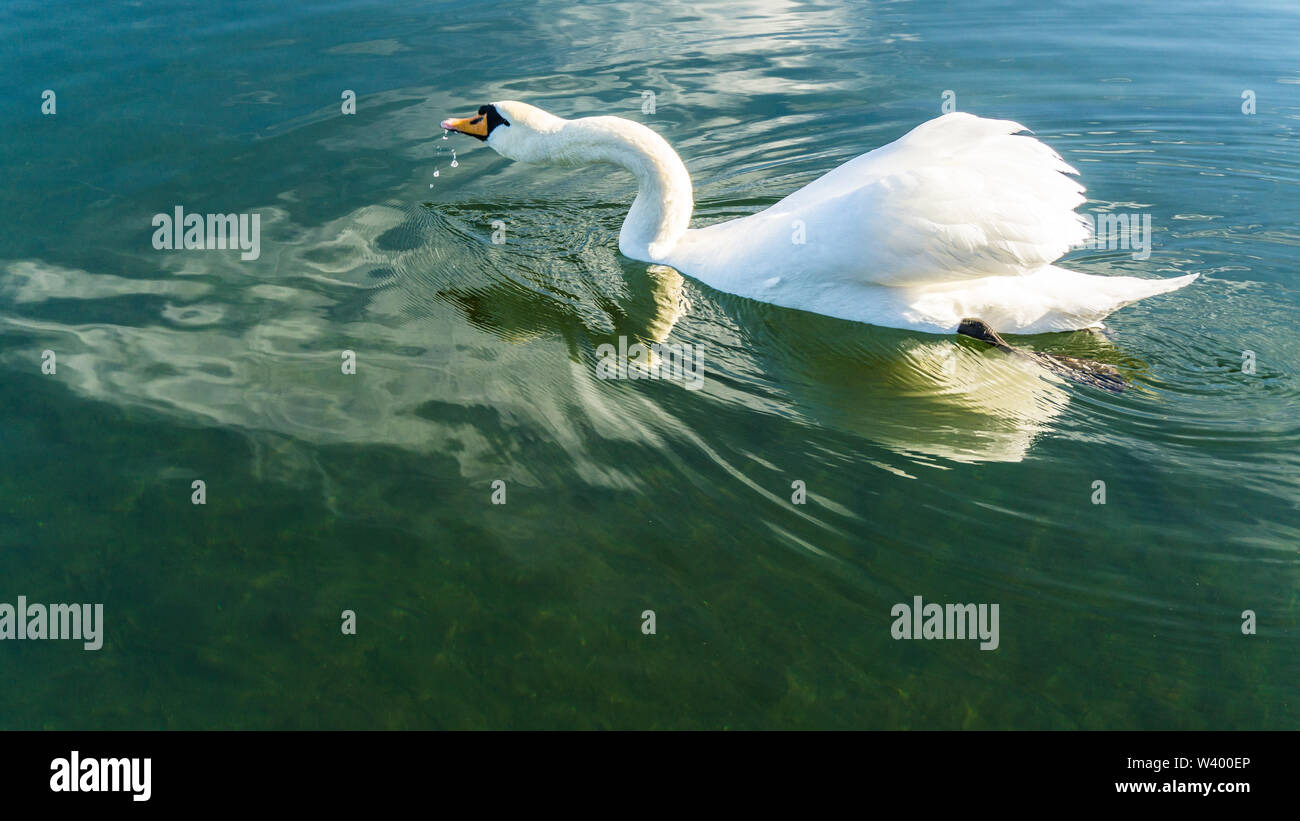 white swan drinking water Stock Photo - Alamy