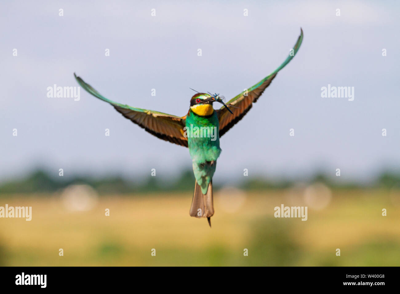 wild colorful bird opens its wings flying with a dragonfly in its beak ...