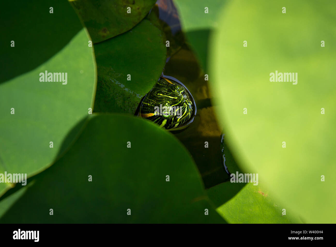 Turtle hiding hi-res stock photography and images - Alamy