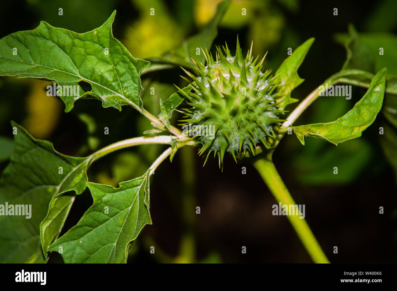 Spiny capsule hi-res stock photography and images - Alamy