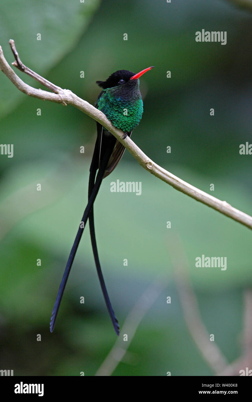 Jamaican doctor bird hi-res stock photography and images - Alamy