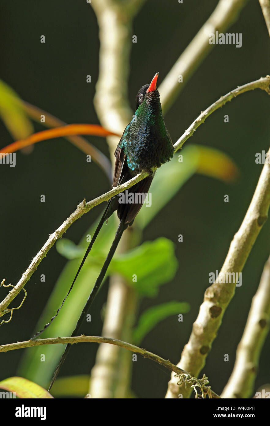 Red-billed Streamertail (Trochilus polytmus) adult male perched on twig ...