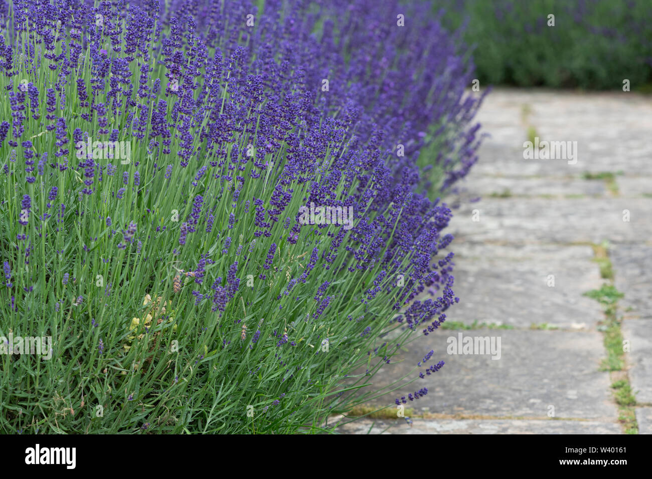 Lavandula. Lavender along a path at Waterperry Gardens, Oxfordshire ...