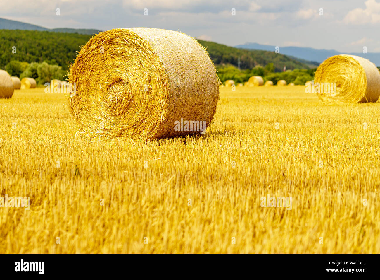 Straw bales on the field. After harvesting the grain in the summer ...