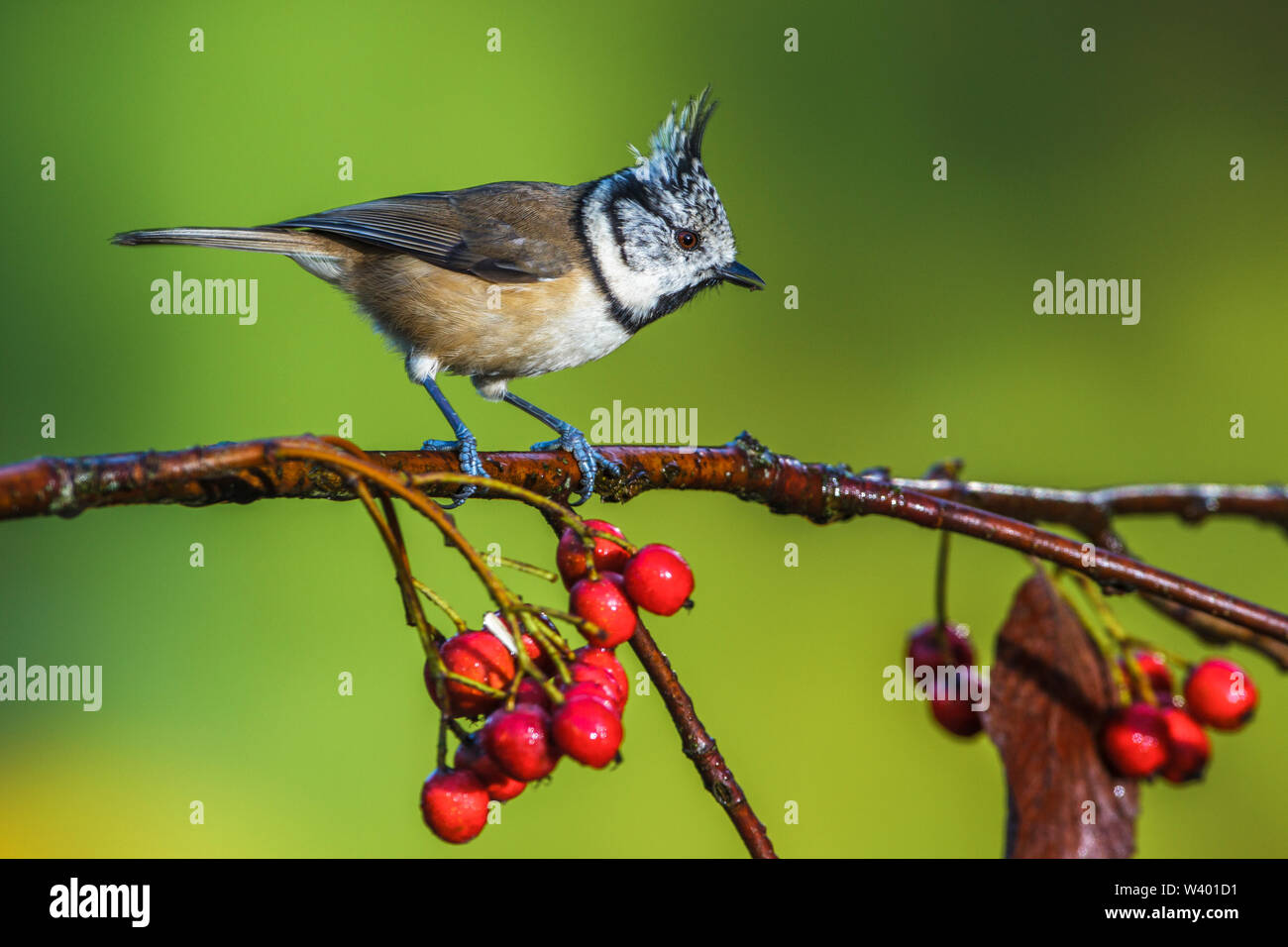 European crested tit, Haubenmeise (Lophophanes cristatus Stock Photo ...