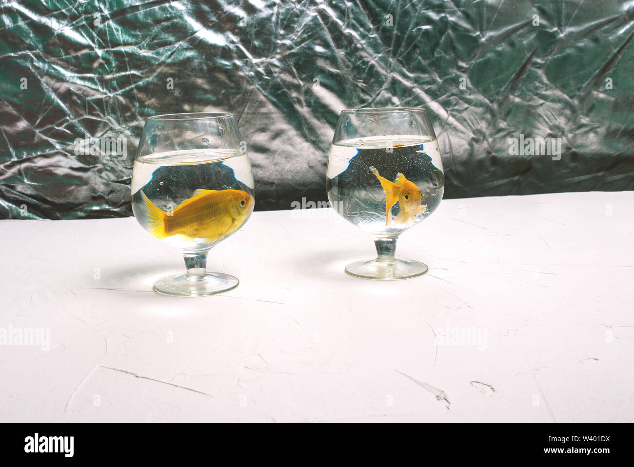 Two goldfish swim in different glasses. Aquarium fish in a glass with ...