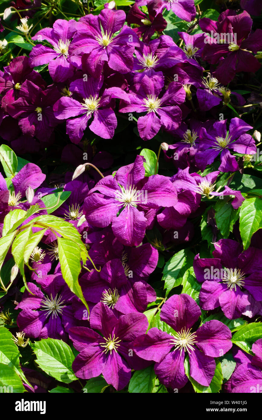 Clematis etoile violette hi-res stock photography and images - Alamy