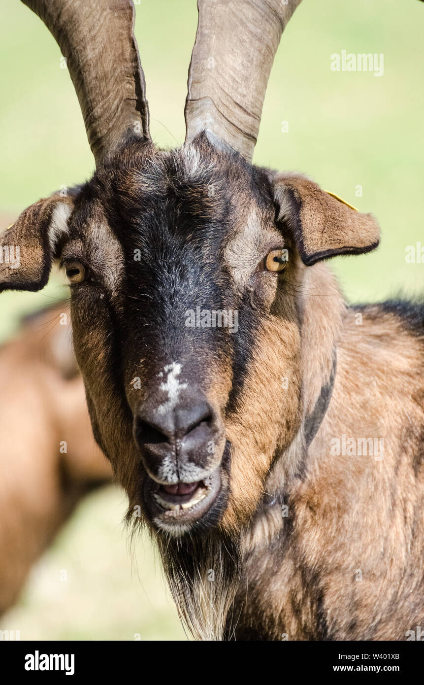 Caprinae hi-res stock photography and images - Alamy