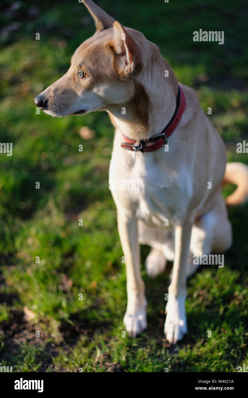 Red-haired dog with a smooth coat for a walk Stock Photo - Alamy