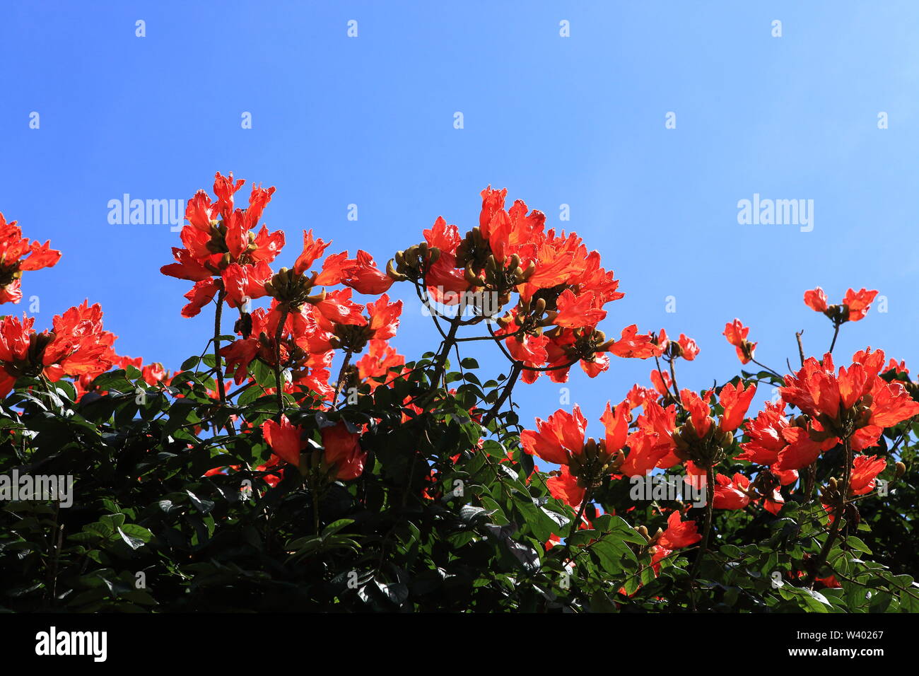 The Flame Tree Stock Photo - Alamy