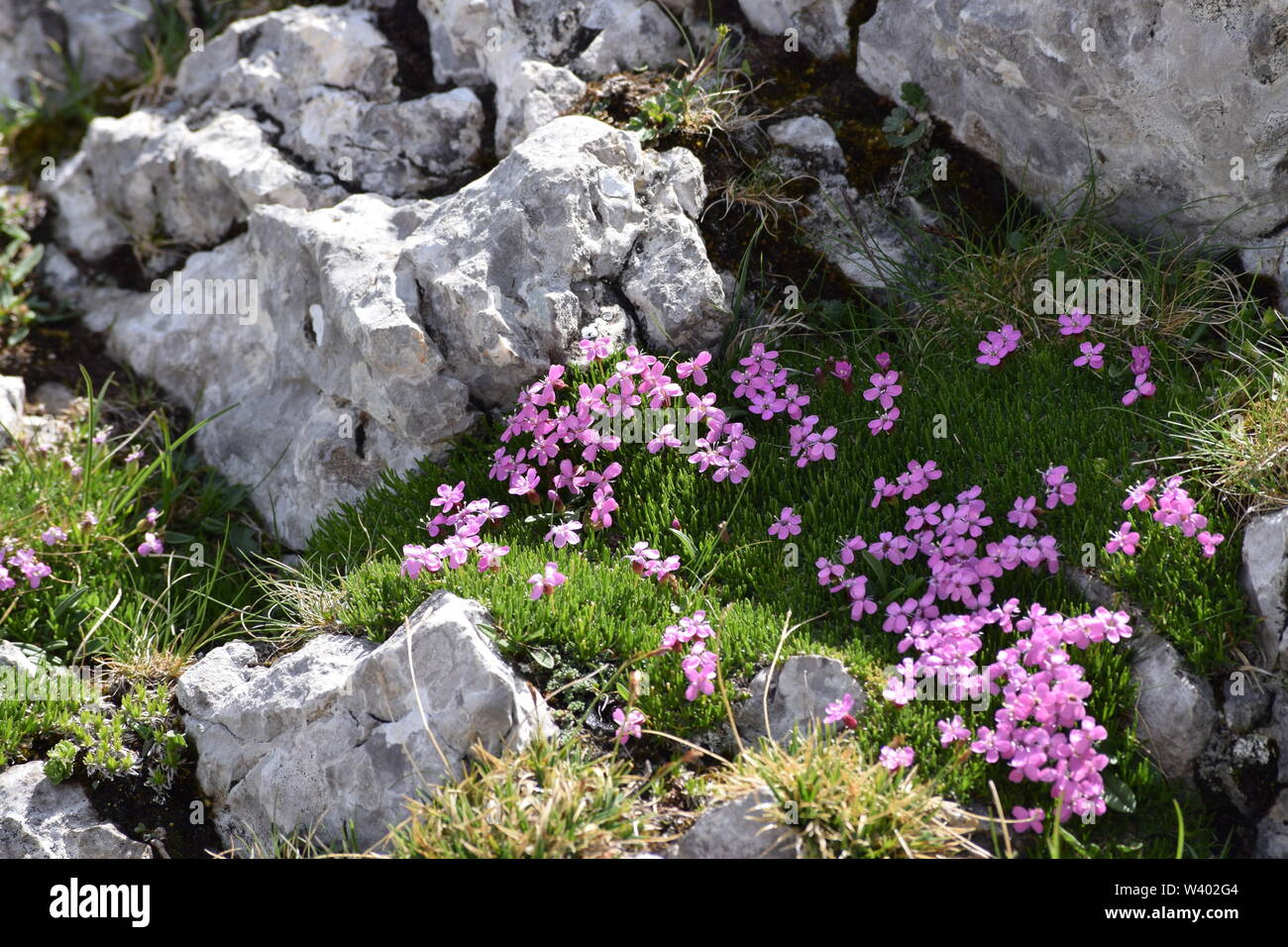 Glacier carnation hi-res stock photography and images - Alamy