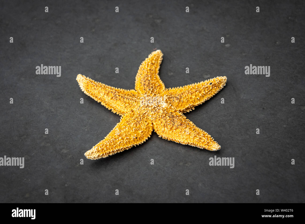 Sea star starfish species from the northern sea in europe five arms ...