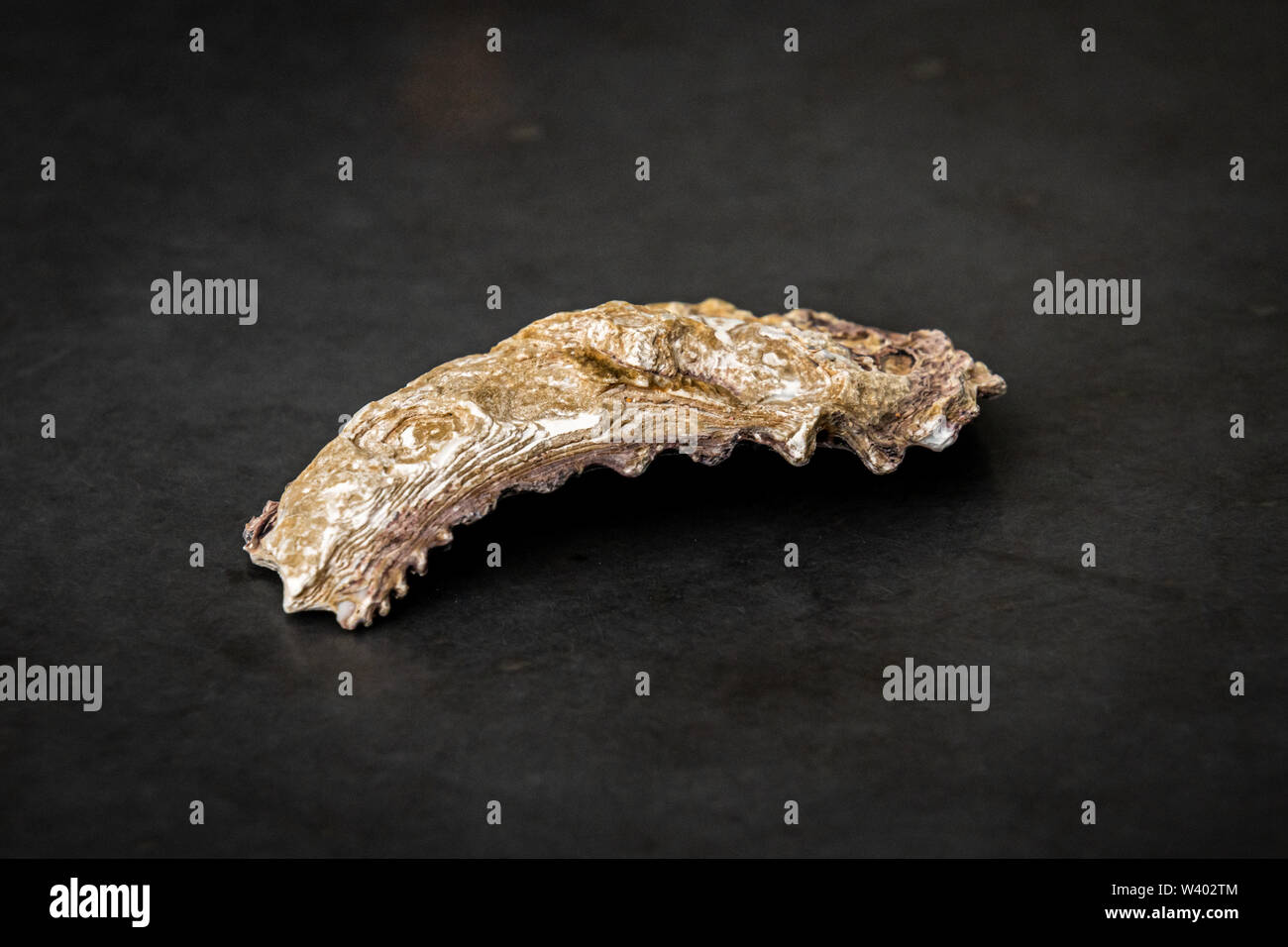 Australian oyster in shell hi-res stock photography and images - Alamy