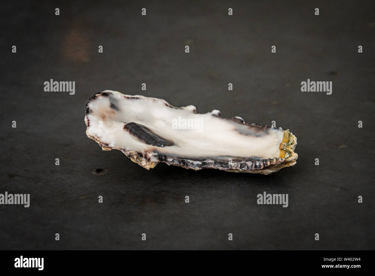 Tropic oyster sea shell living in the Australian Nigaloo reefs Stock ...