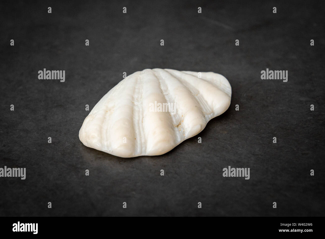 White tropic sea shell living in the Australian Ningaloo reefs Stock ...