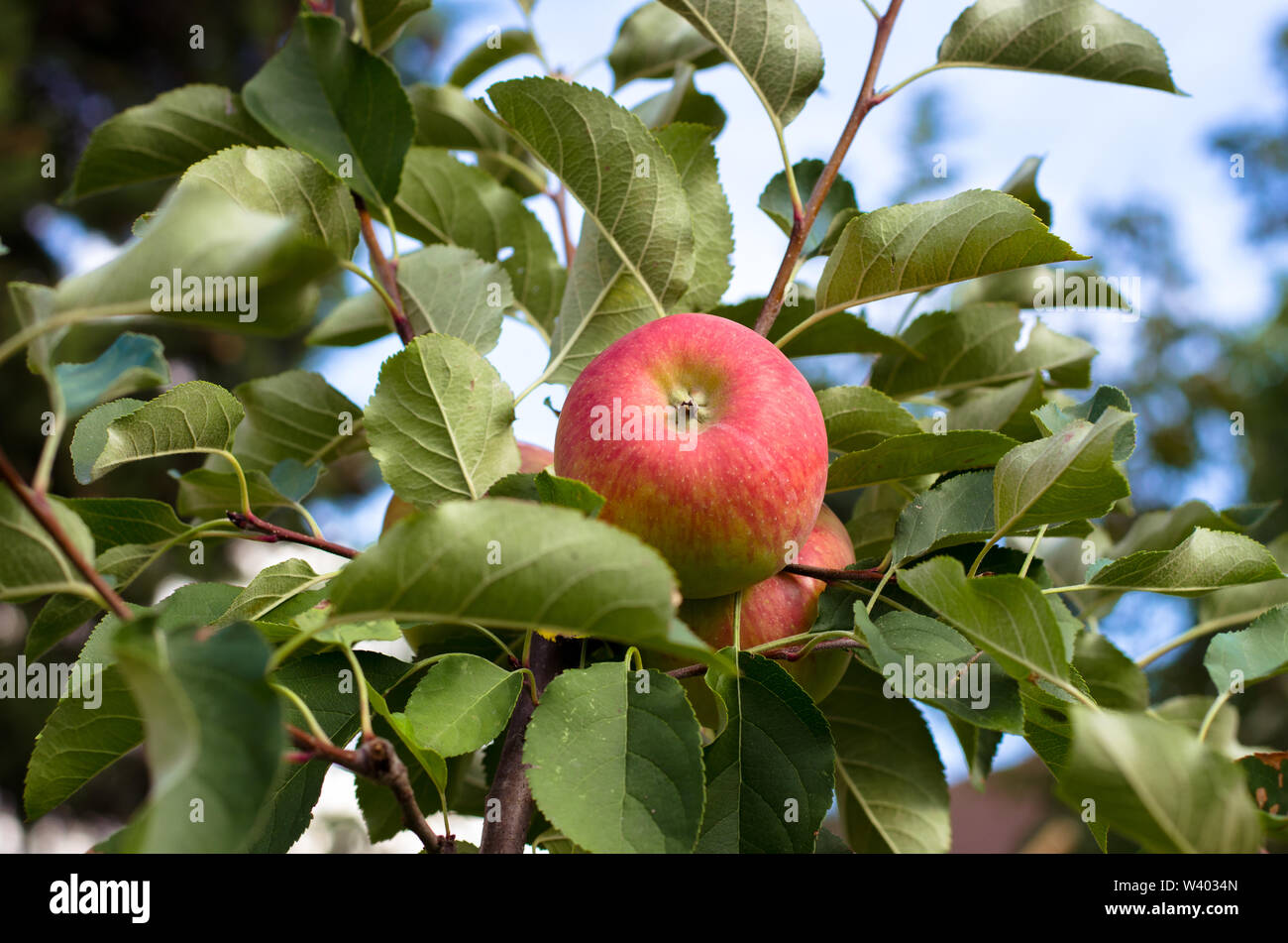 apple fruit in apple tree branch Stock Photo - Alamy