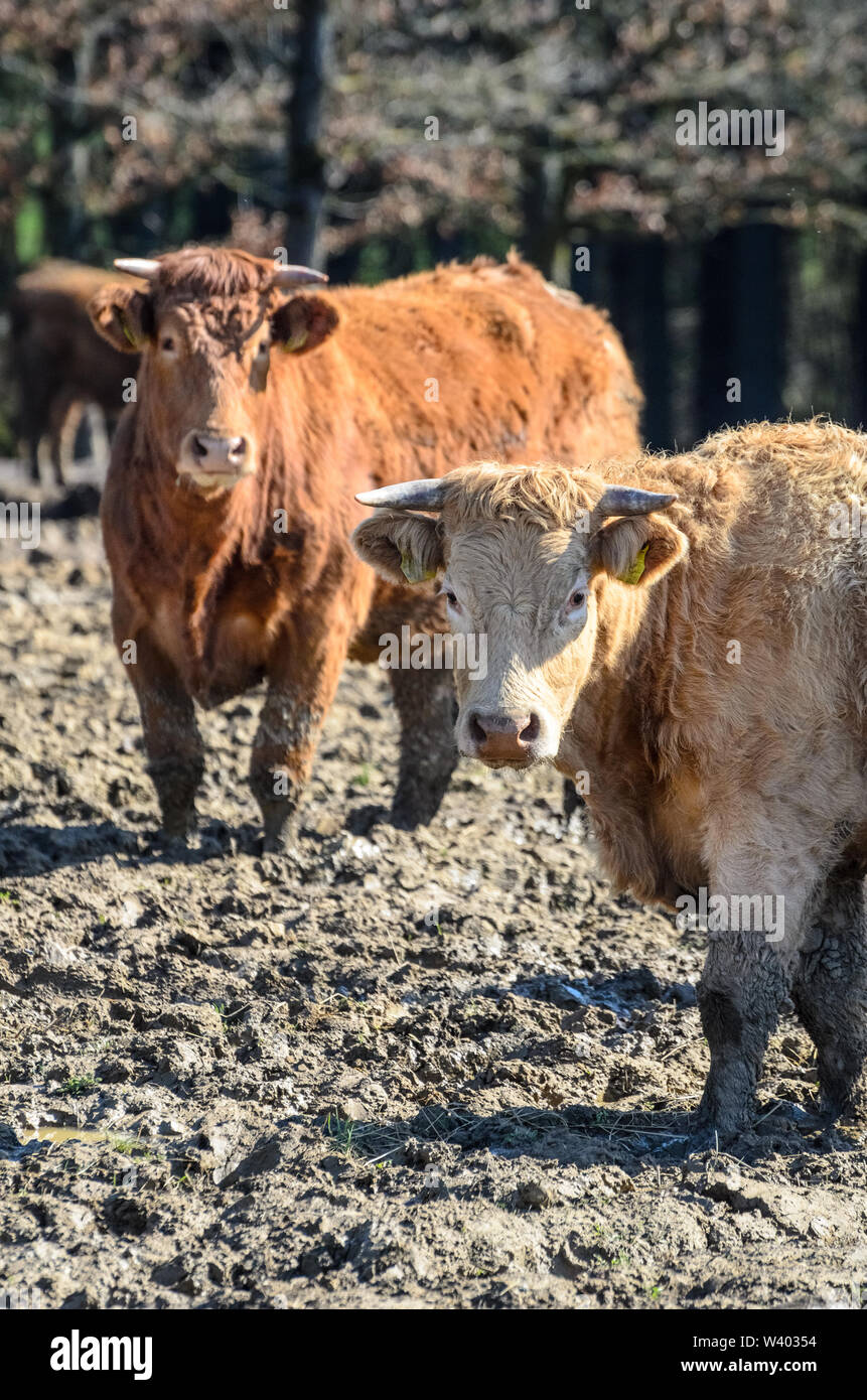 Bos taurus, Cattle on a pasture in the countryside in Bavaria, Germany ...