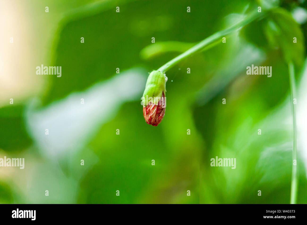 China rose flower hi-res stock photography and images - Alamy