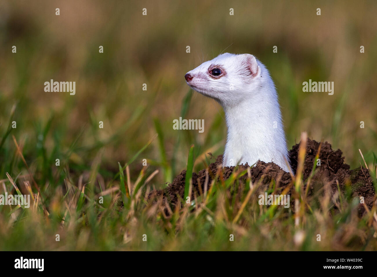Stoat, short-tailed weasel, Hermelin (Mustela erminea Stock Photo - Alamy
