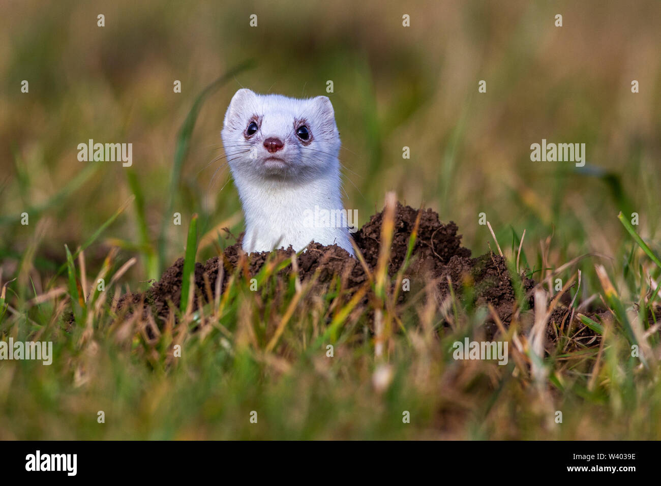 Short tailed weasel hi-res stock photography and images - Alamy