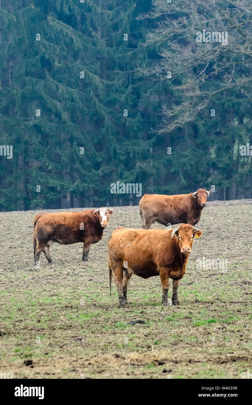Bos taurus, Cattle on a pasture in the countryside in Bavaria, Germany ...