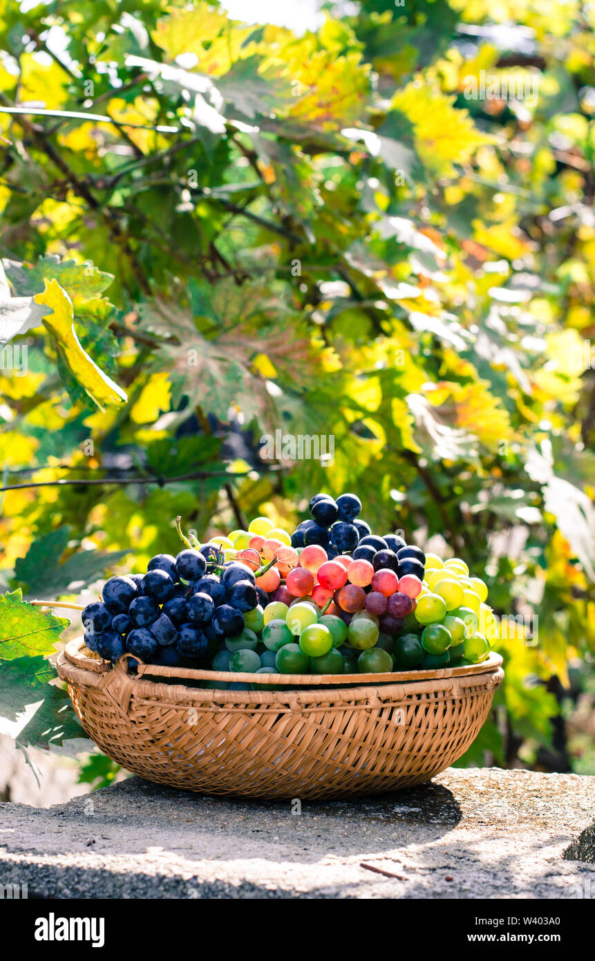 Bunch of grape hi-res stock photography and images - Alamy
