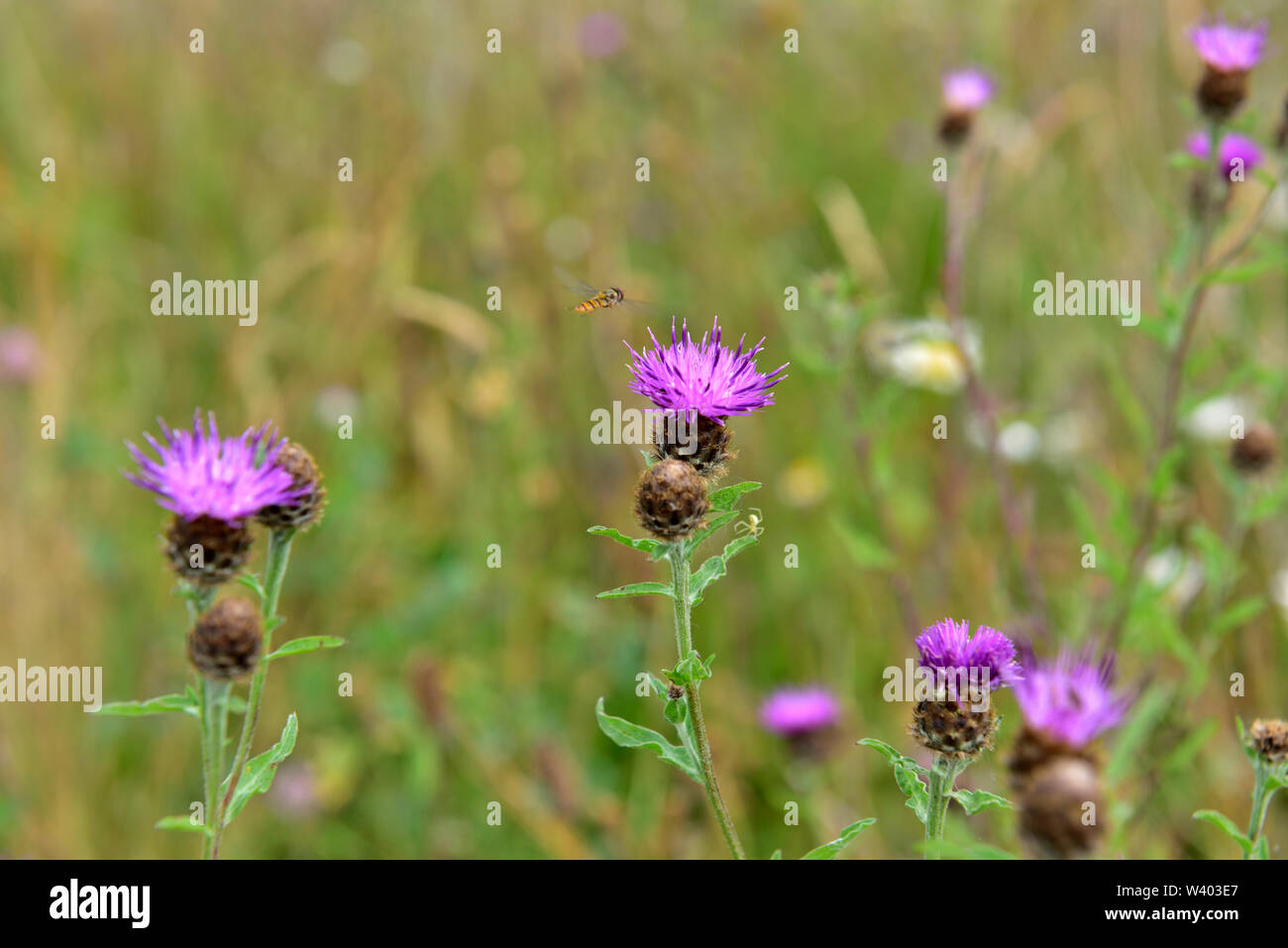 Knapweed hi-res stock photography and images - Alamy