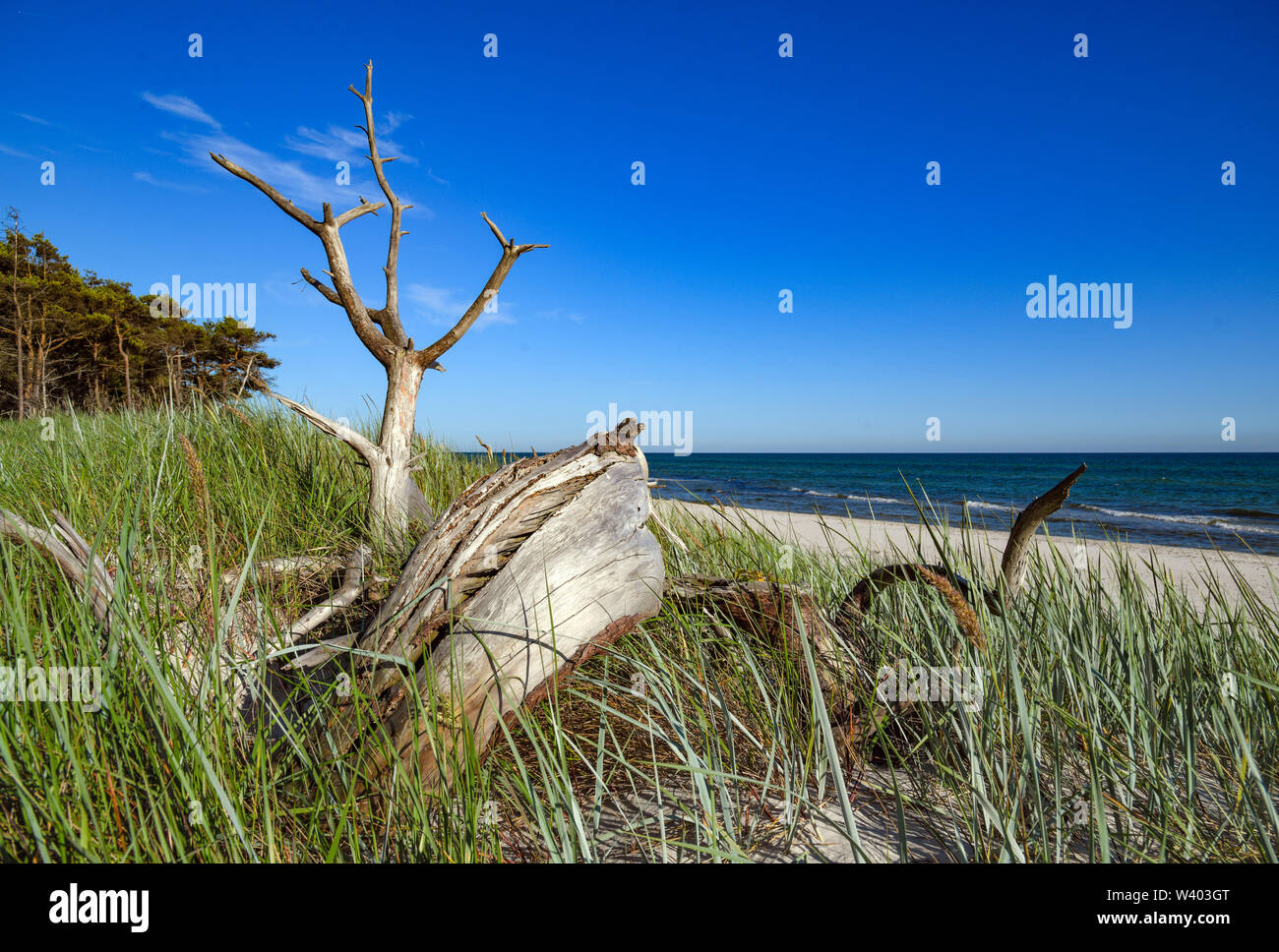 Dueodde, Denmark. 28th June, 2019. The coastal forest with the dunes at ...