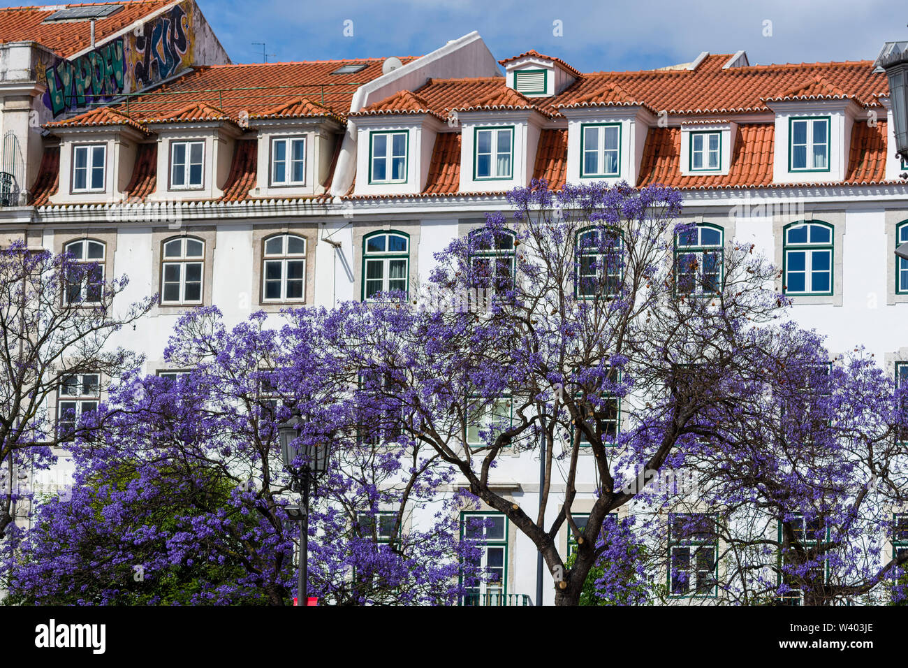 Jacaranda lisbon hi-res stock photography and images - Alamy