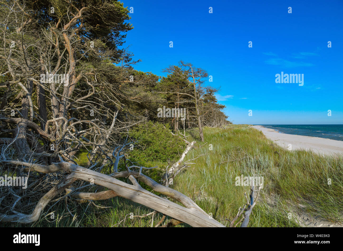 Dueodde, Denmark. 28th June, 2019. The coastal forest with the dunes at ...