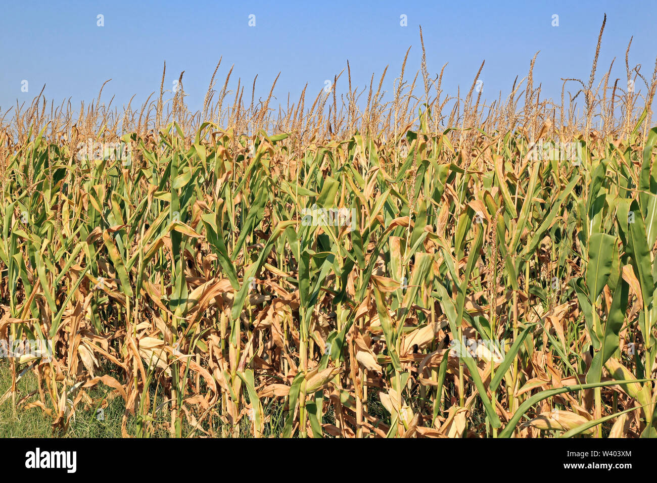 Corn Field Maize Plants Ready for Harvest Stock Photo - Alamy