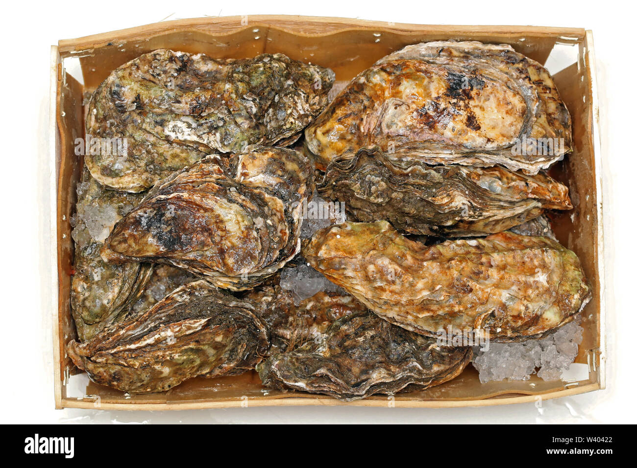 Rock Oysters Seafood Clams in Crate With Ice Stock Photo - Alamy