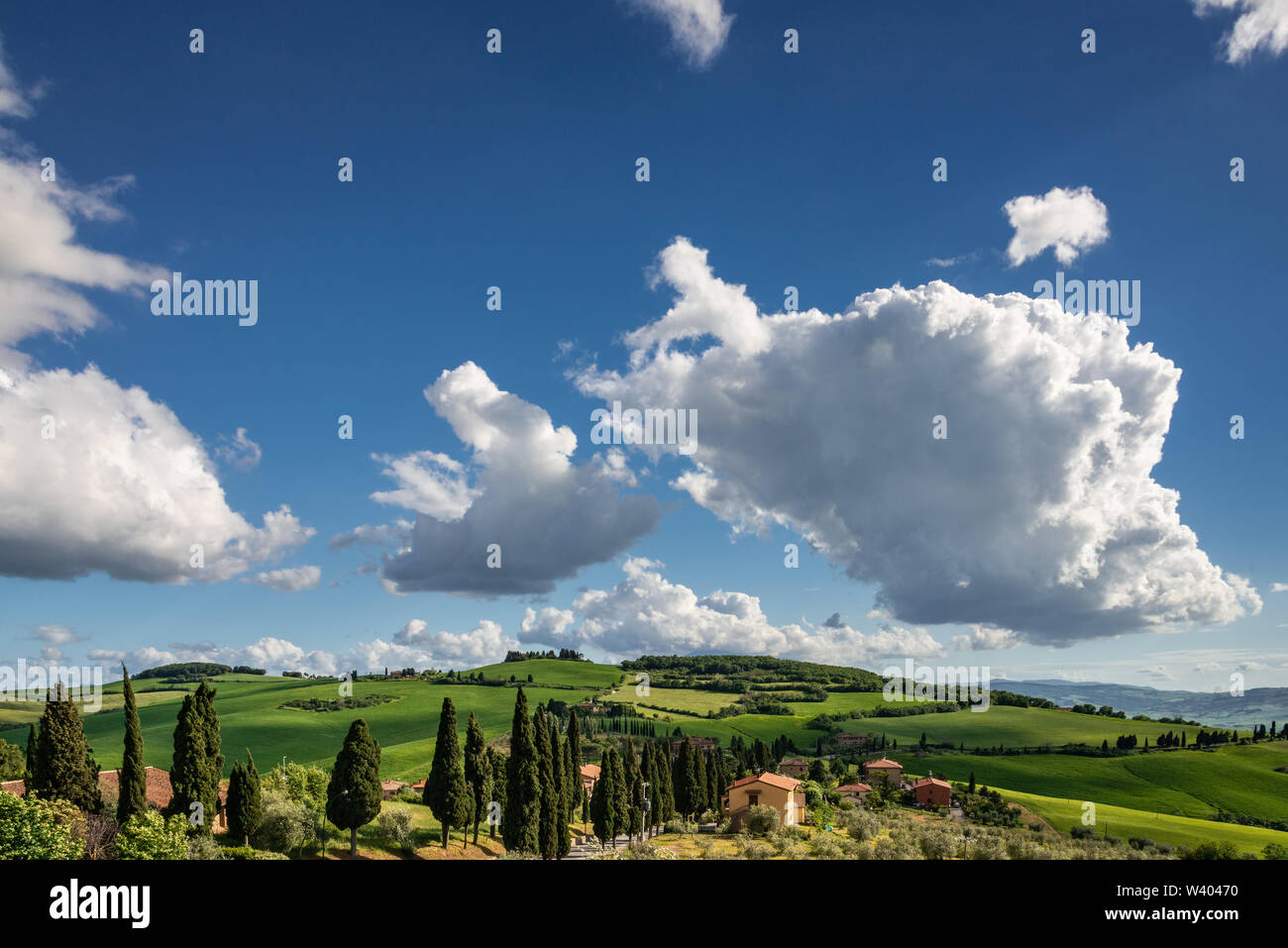 Roman Tufted Geese in the Danube Delta Stock Photo - Alamy