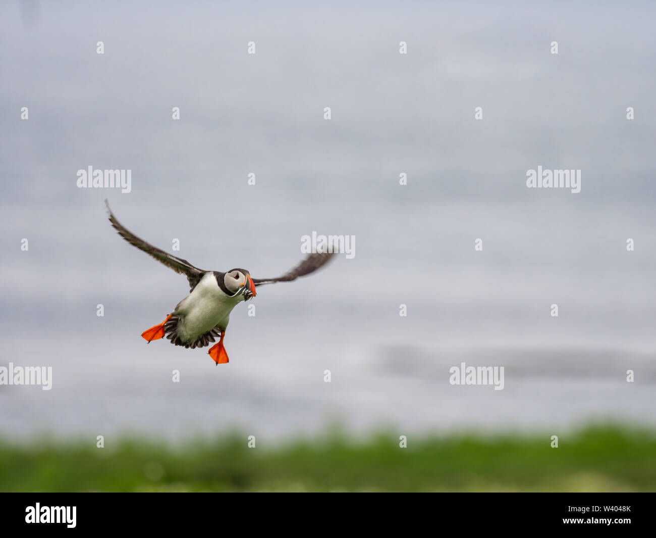 Atlantic puffin (Fratercula arctica), common puffin flying Stock Photo ...