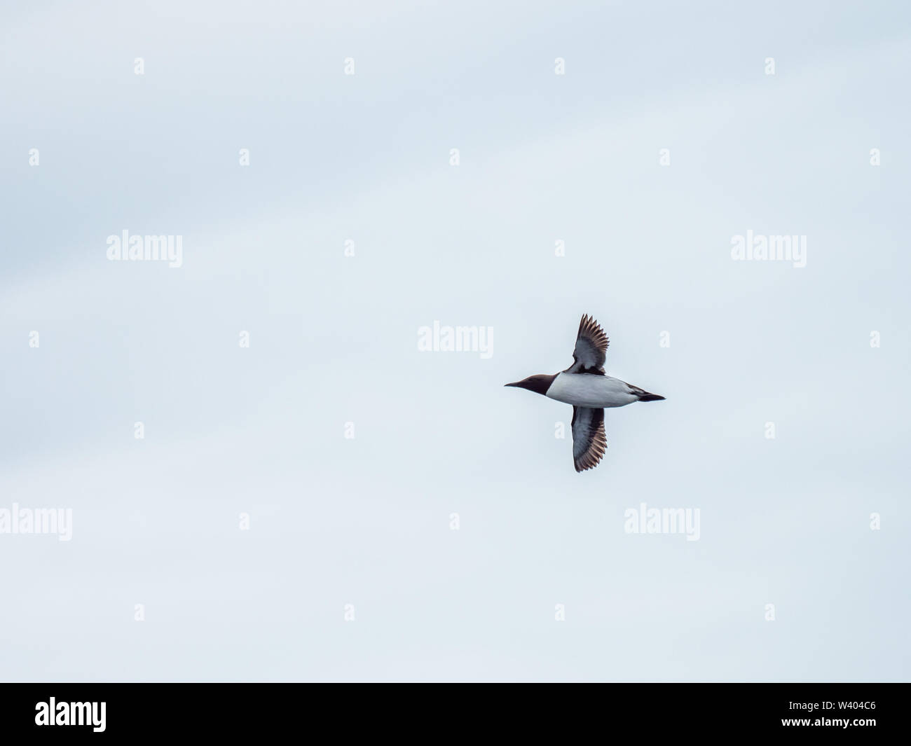 Guillemot in flight with fish hi-res stock photography and images - Alamy