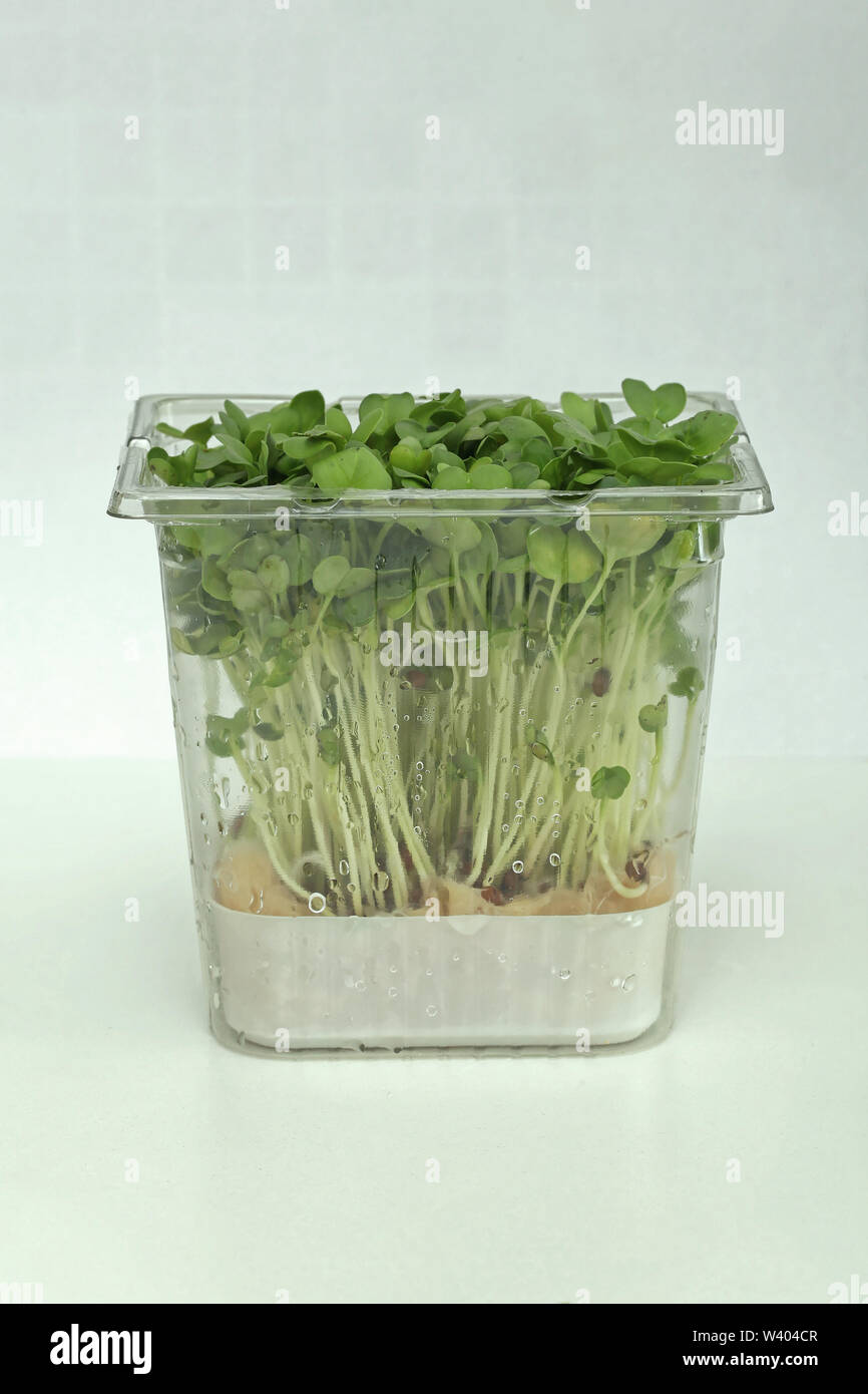 Fresh Edible Healthy Watercress in Box Stock Photo - Alamy
